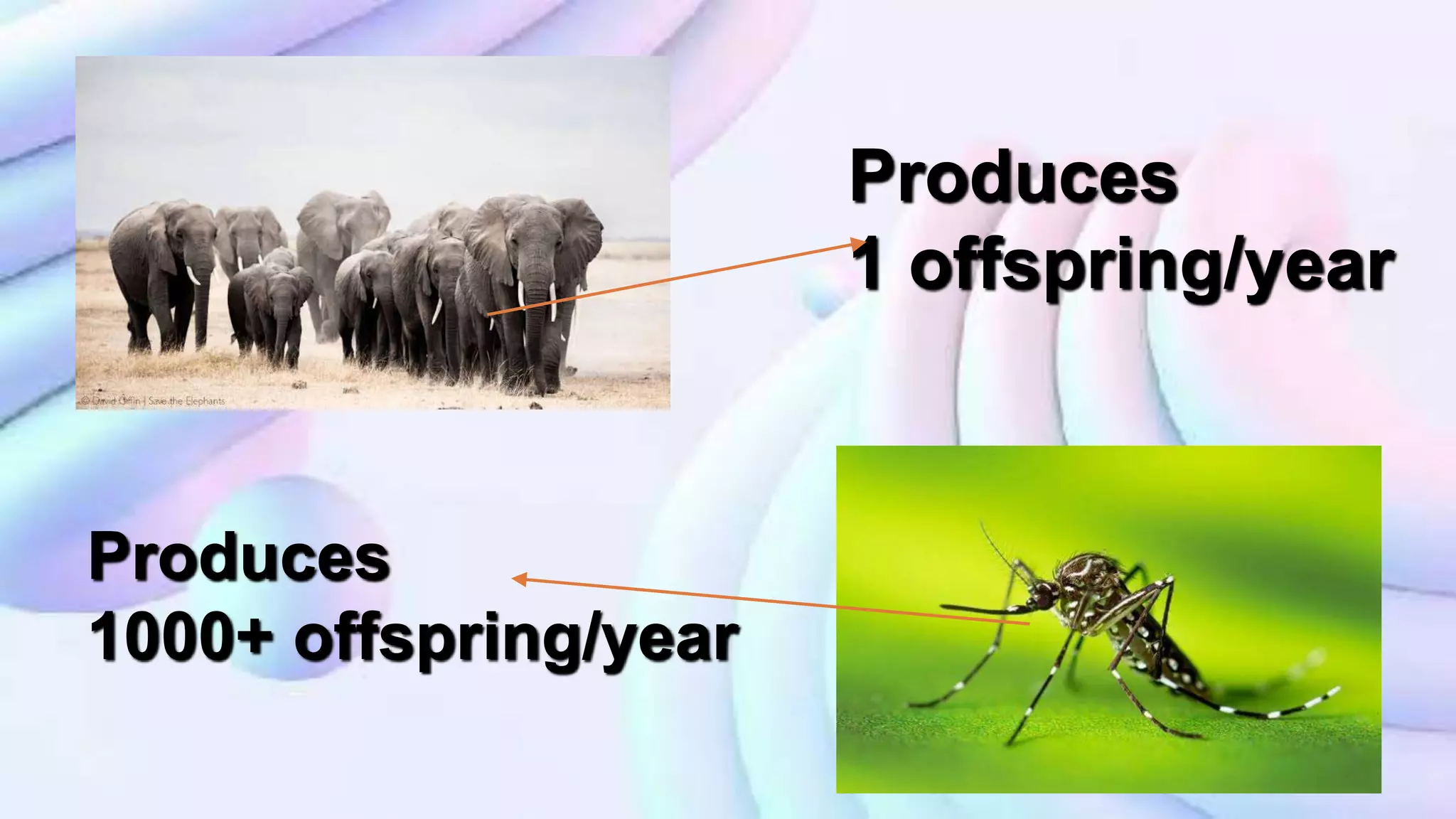 Biotic Potential & Environmental Resistance.pptx