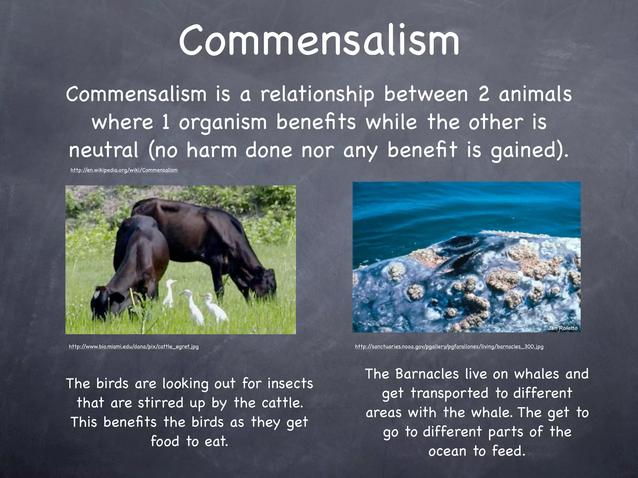 Biotic relationships | KEY