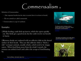 Biotic relationship - Group 3 | PPT