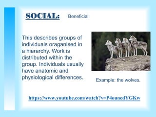 Biotic relationship by Isabel Gómez | PPT