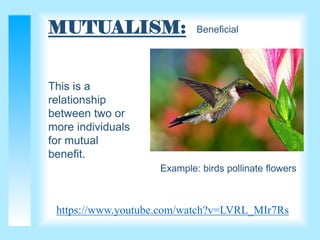 Biotic relationship by Isabel Gómez | PPT