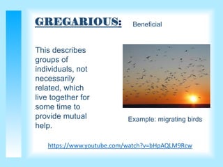 Biotic relationship by Isabel Gómez | PPT