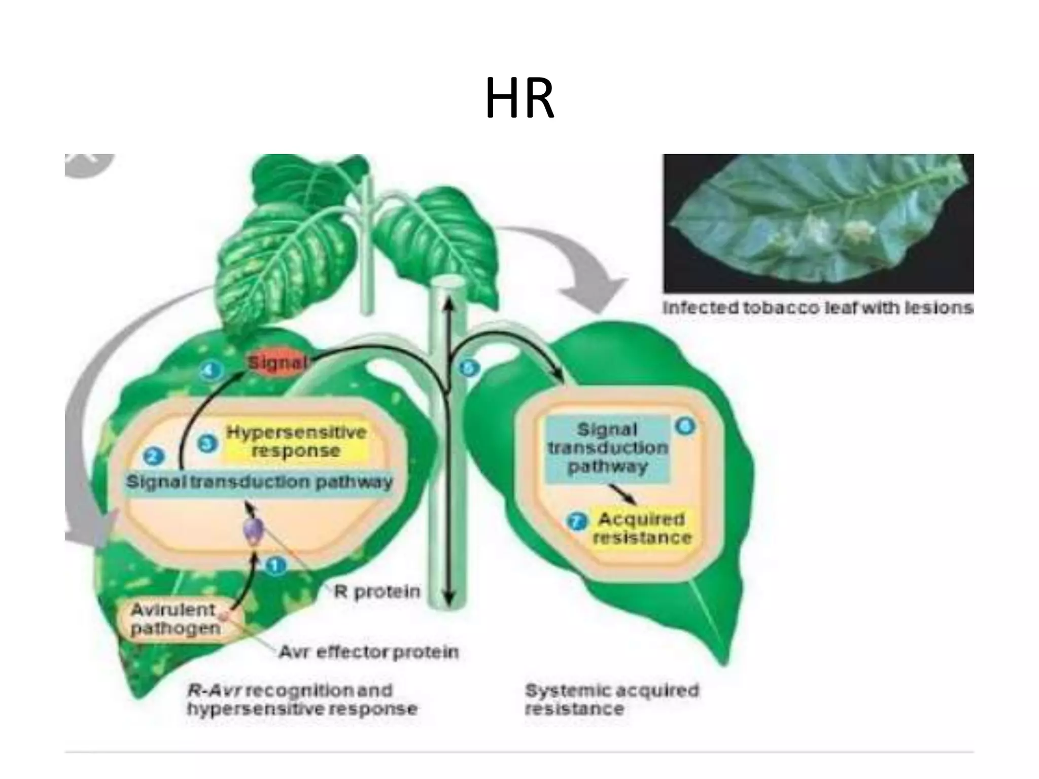 Biotic stress inside the plants molecular level | PPTX