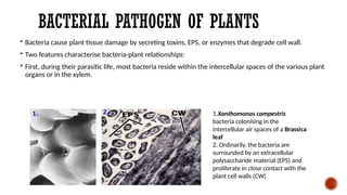 BIOTIC STRESS plant stress due to pathogen attack | PPTX