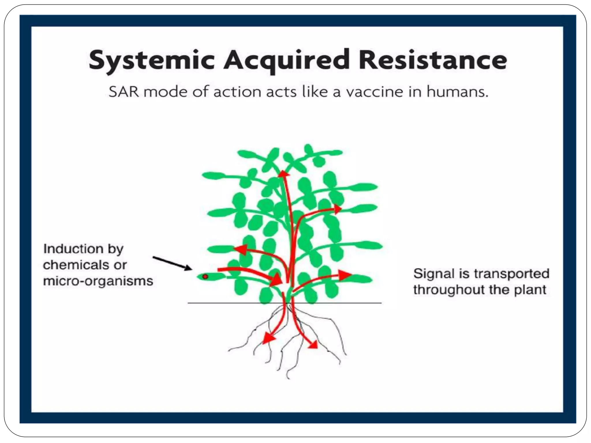 Biotic stresses in plants | PPTX