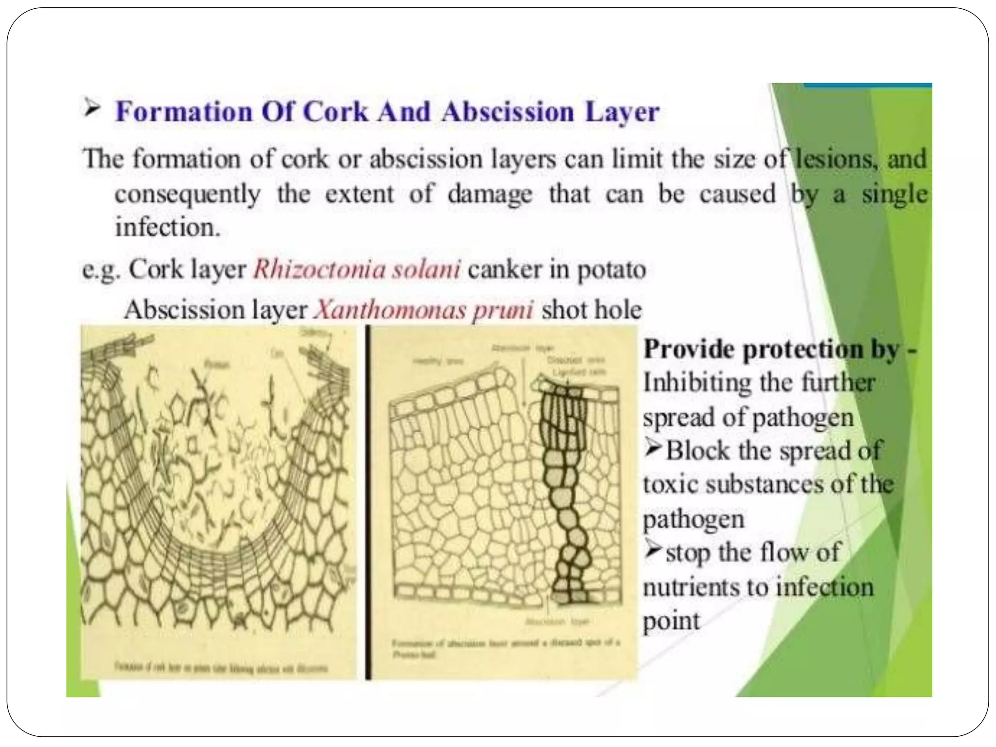 Biotic stresses in plants | PPTX