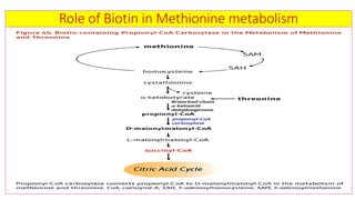 Biotin (vitamin b7) biological functions, clinical indications and its ...