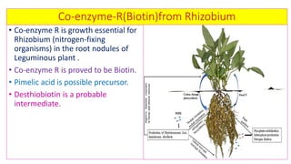 Biotin (vitamin b7) biological functions, clinical indications and its ...