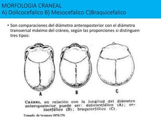 Biotipo Facial Oclusion Pdf De Odontología Pdf
