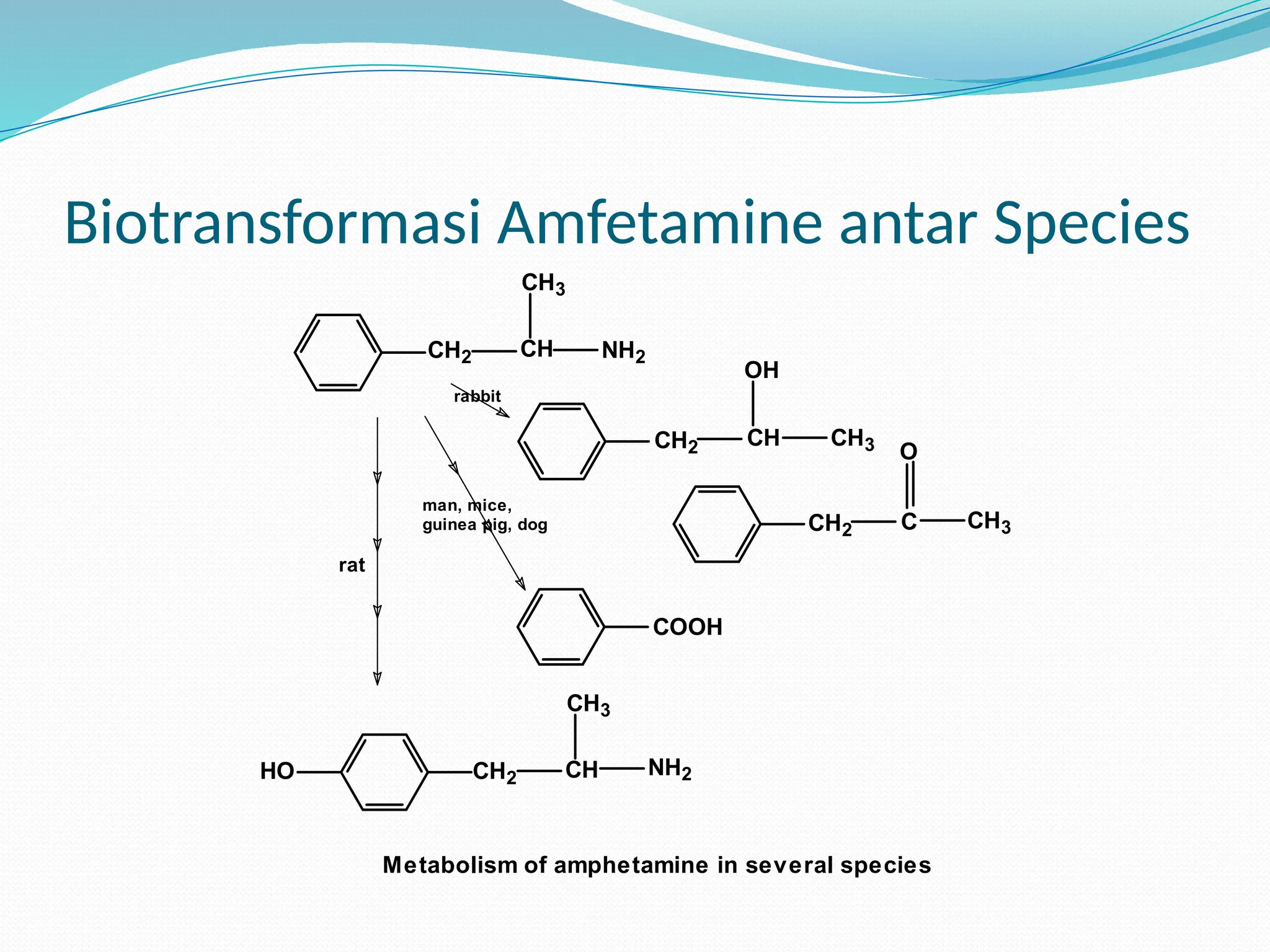 BIOTRANS-SPECIES CHEMWIN BIOTRANS-SPECIES CHEMWIN.pptx