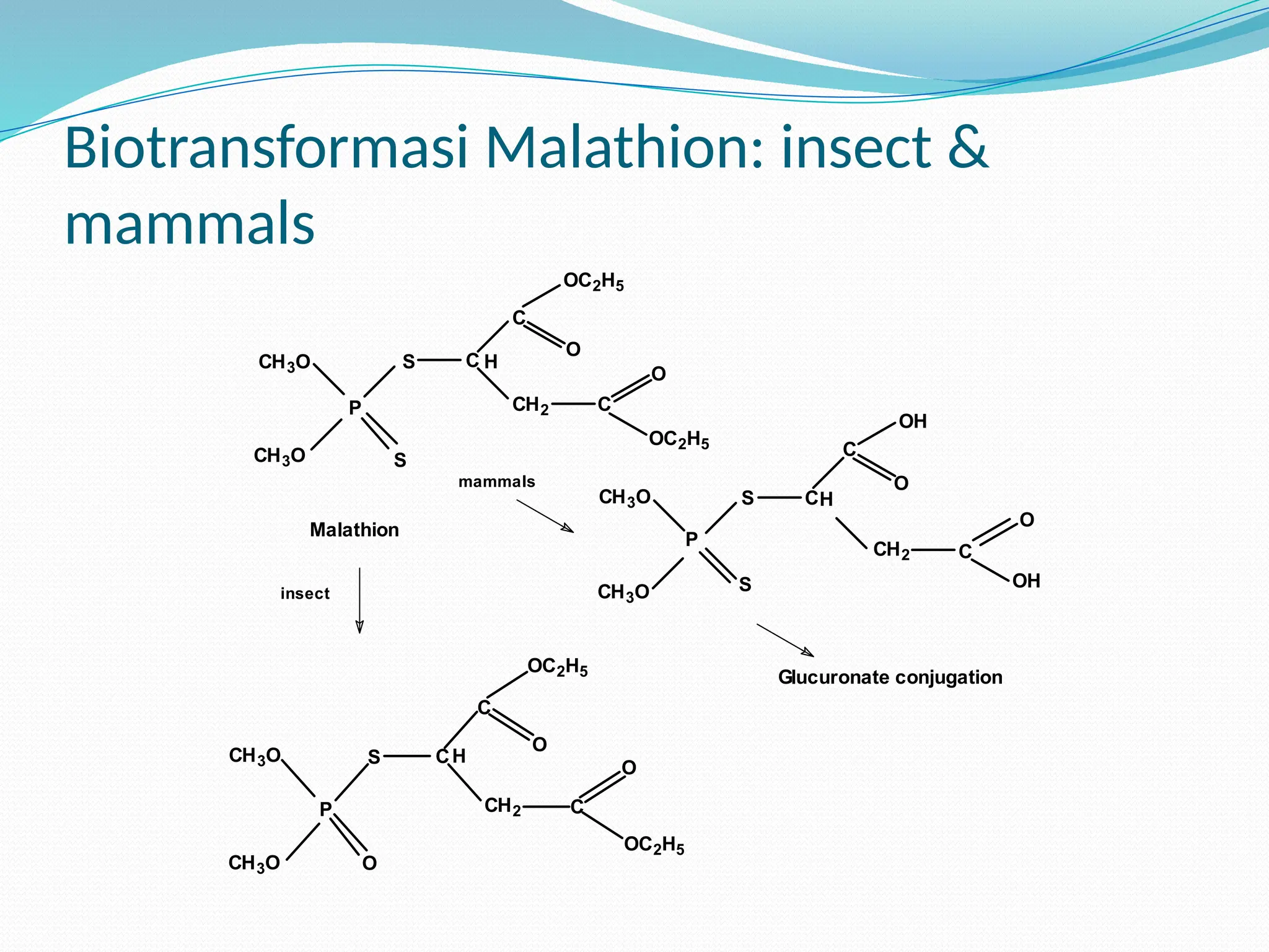 BIOTRANS-SPECIES CHEMWIN BIOTRANS-SPECIES CHEMWIN.pptx