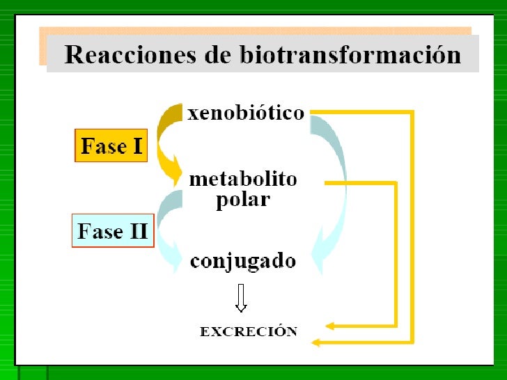 BiotransformacióN De XenobióTicos