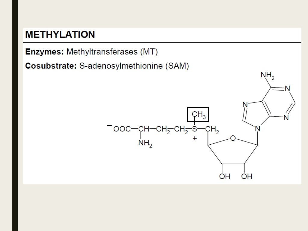Biotransformation 1(2020)