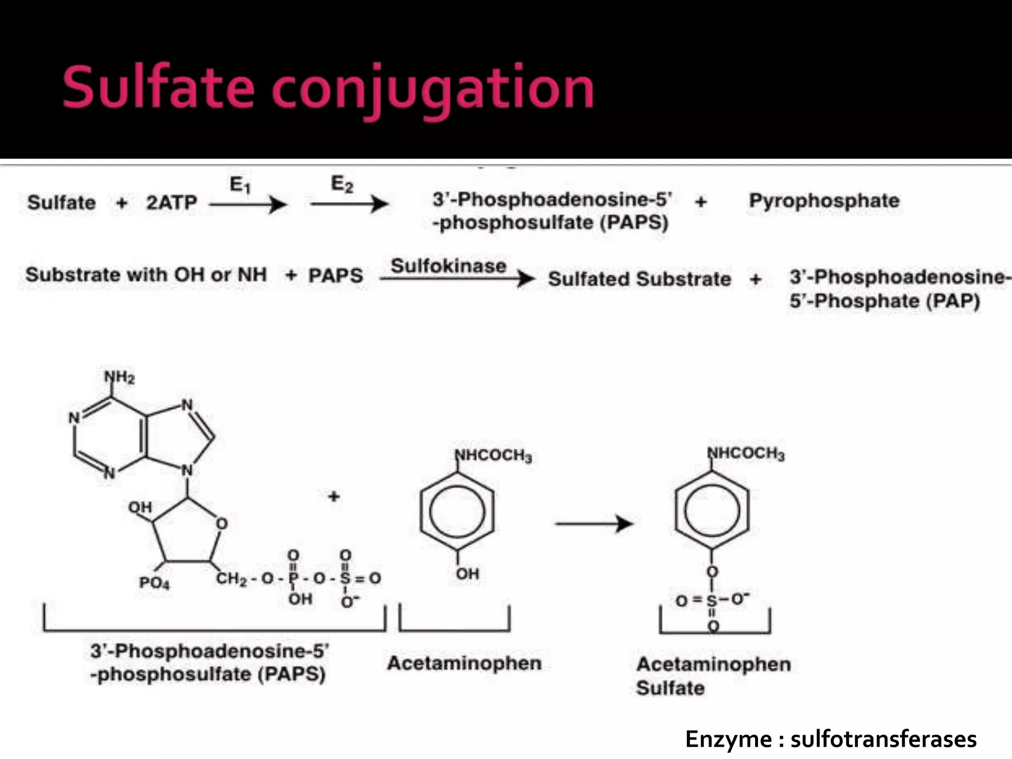 Biotransformation | PPTX