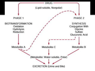 Biotransformation | PPTX