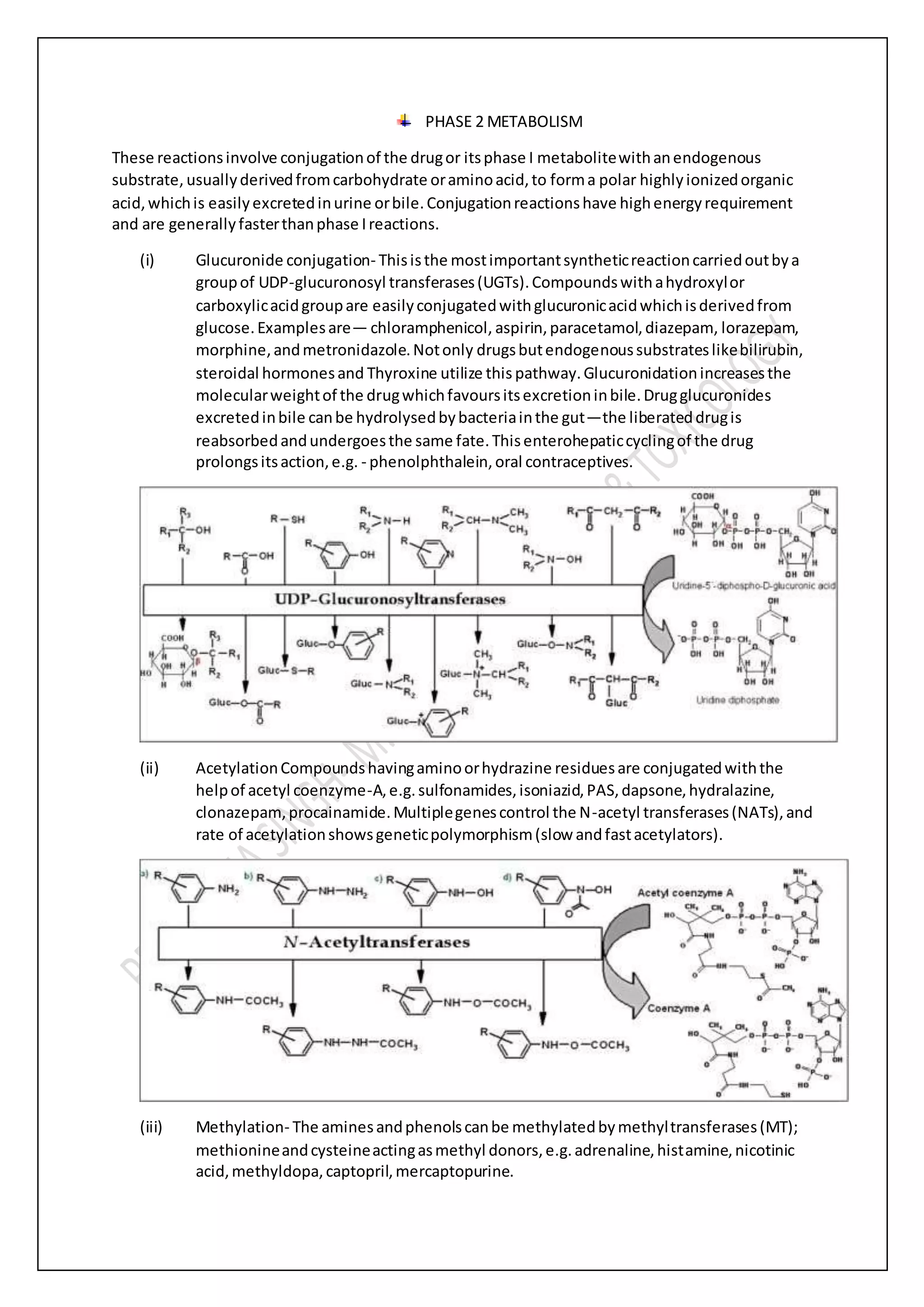 Biotransformation | PDF