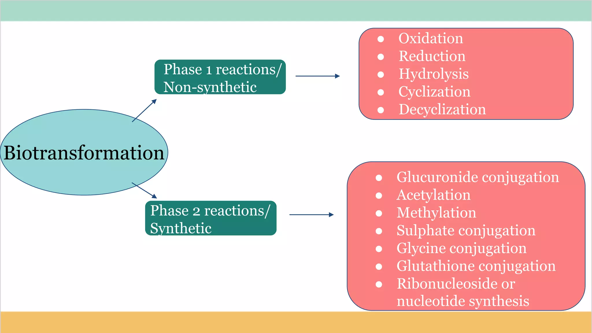 Biotransformation.pptx