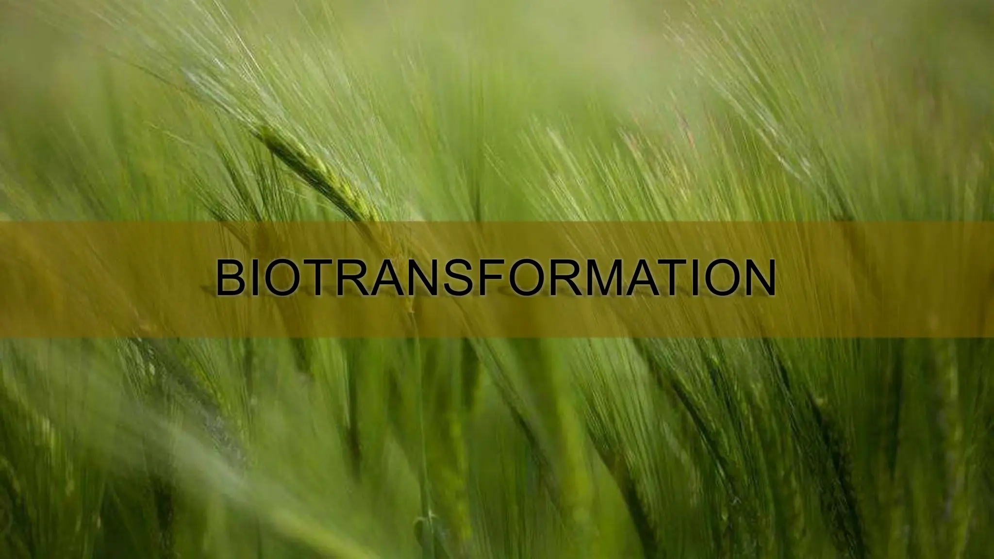 Microbial Biotransformation of Pesticides(xenobiotics).pptx