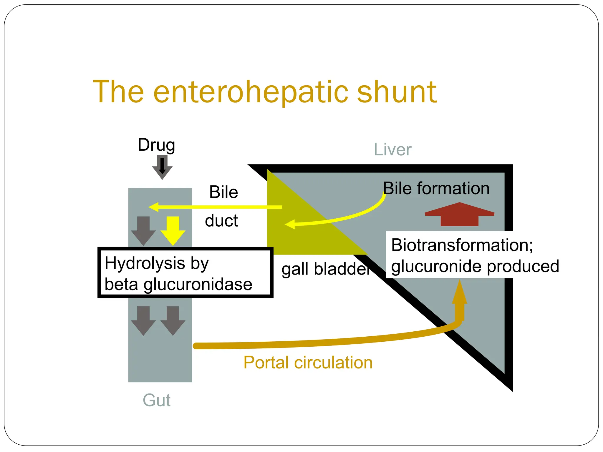 BIOTRANSFORMATION of drugs and drug metabolism.ppt