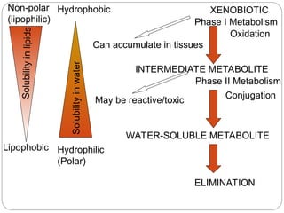BIOTRANSFORMATION of drugs and drug metabolism.ppt