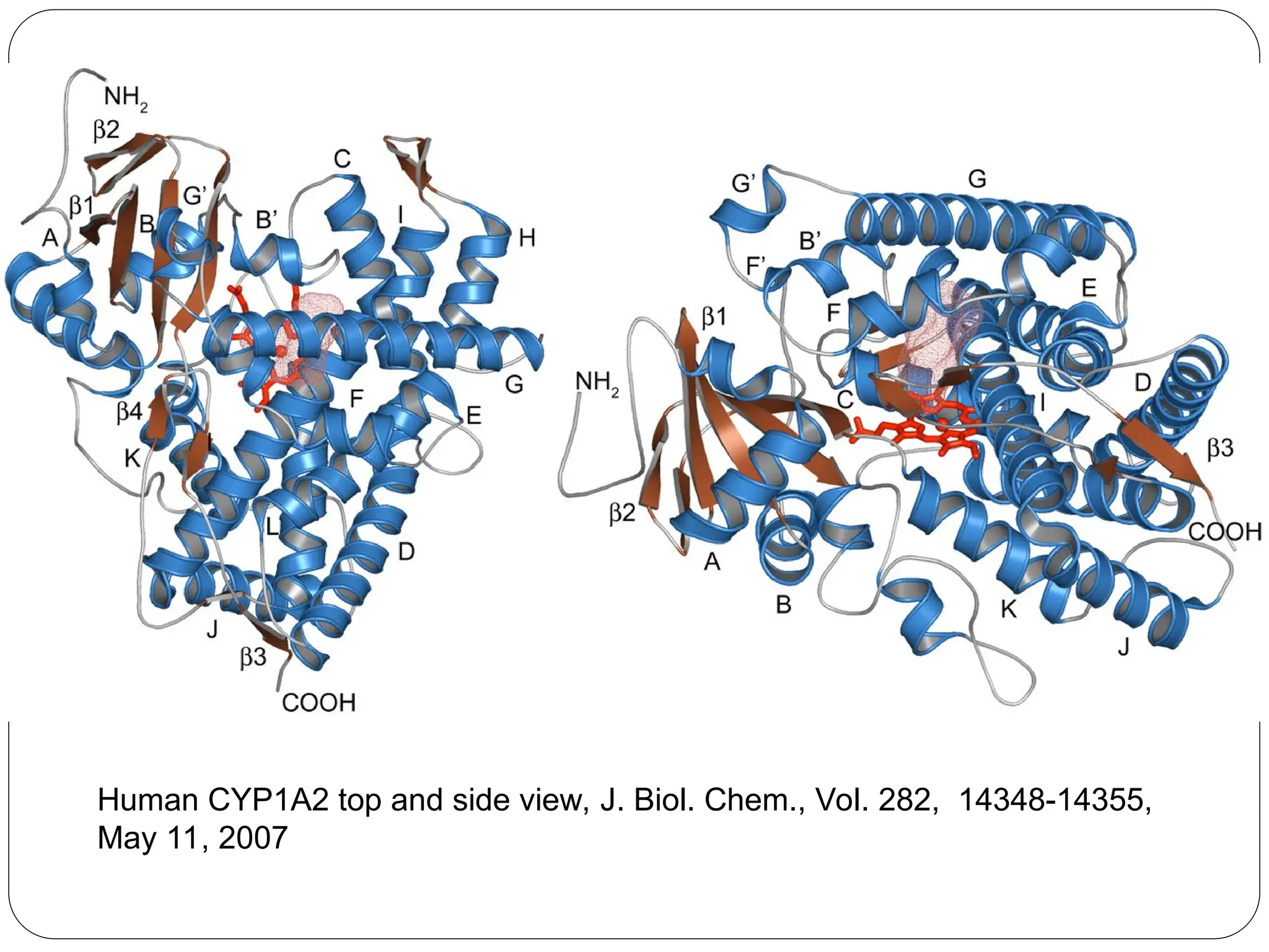 BIOTRANSFORMATION of drug metabolism.ppt