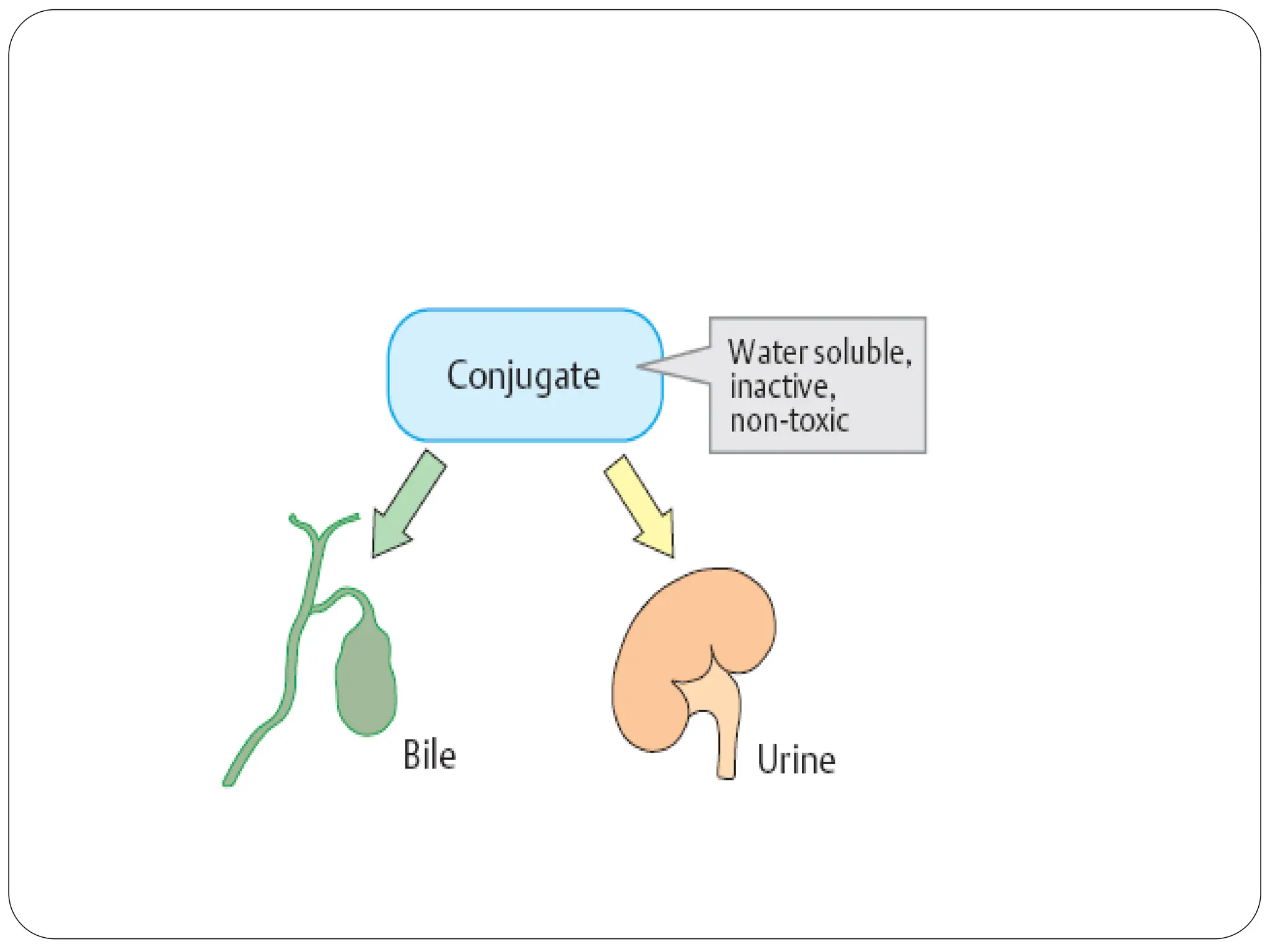 BIOTRANSFORMATION of drug metabolism.ppt