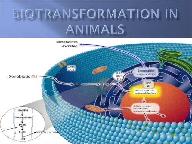 Biotransformation