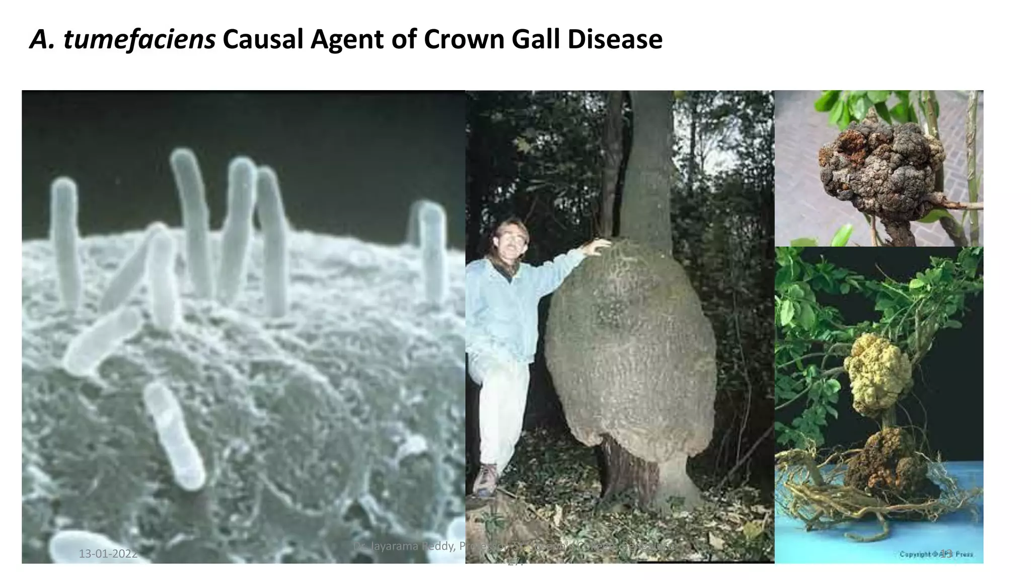 Biotransformation by Dr. Jayarama Reddy, St. Joseph's College ...