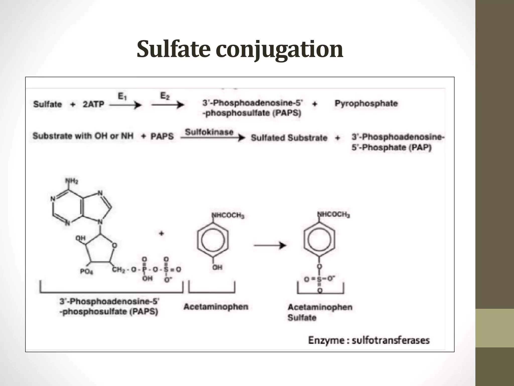 Biotransformation of drug | PPTX