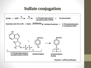 Biotransformation of drug | PPTX
