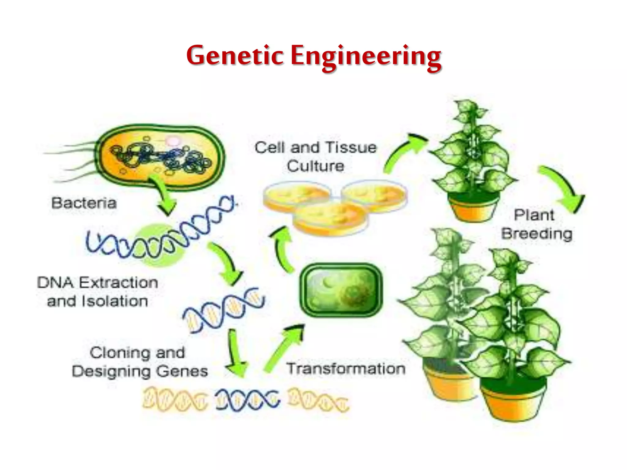 Biotransformation through genetic engineering | PPTX | Biotech and ...