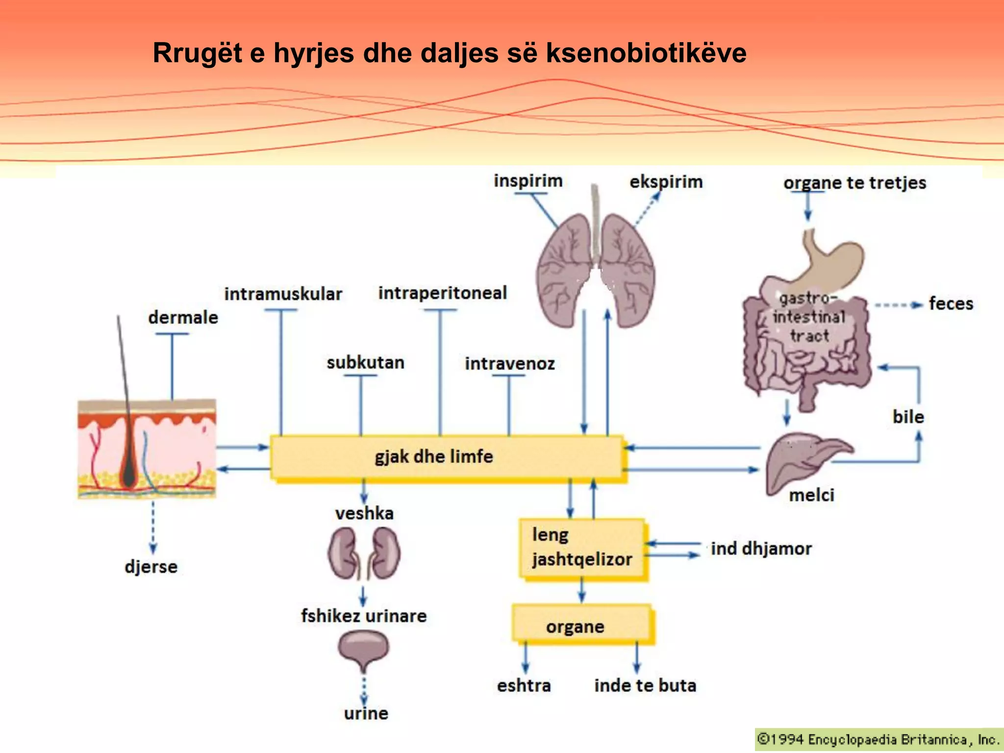 Metabolizmi i barnave dhe helmeve (Biotransformimi) | PPTX