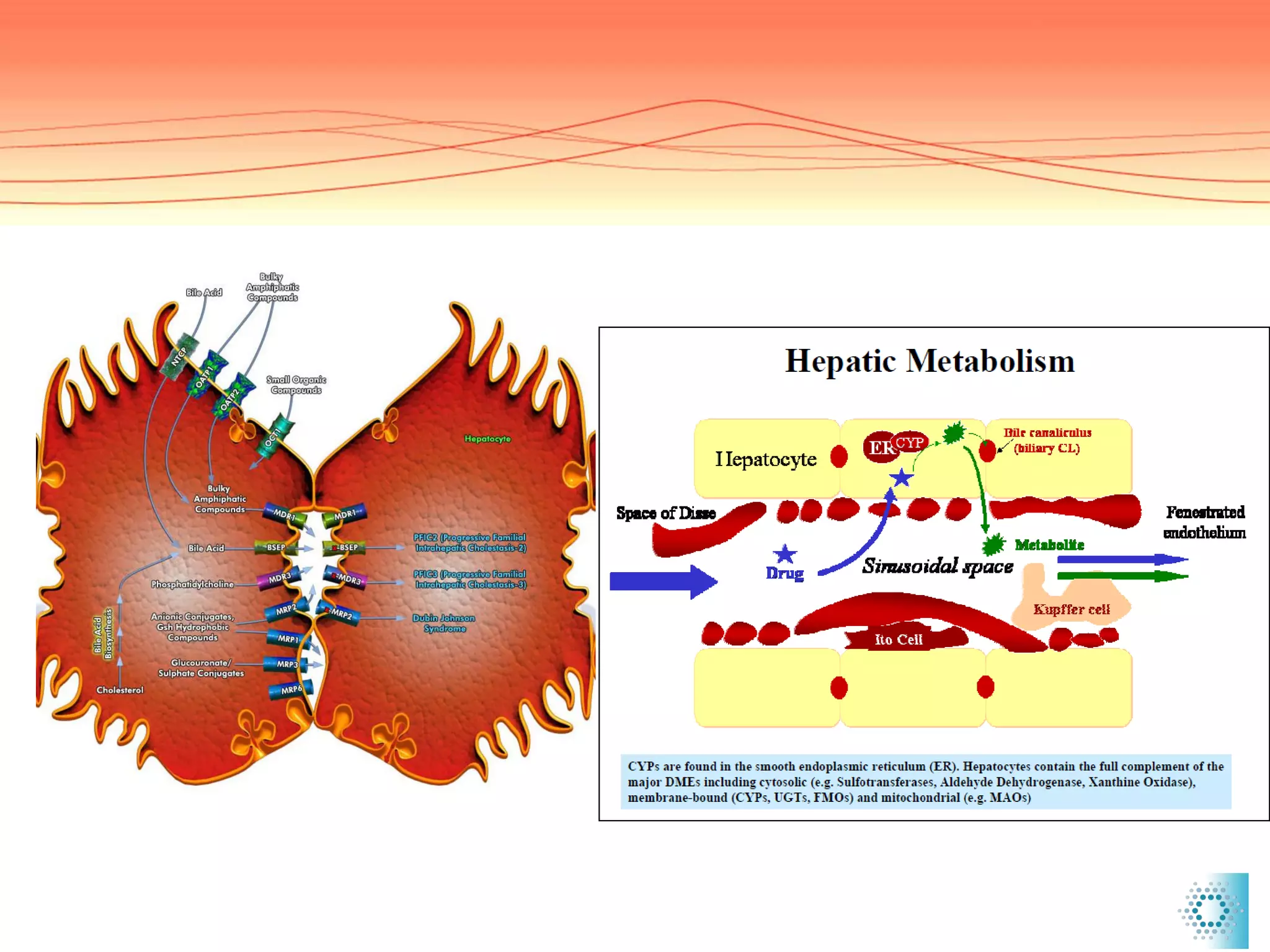 Metabolizmi i barnave dhe helmeve (Biotransformimi) | PPTX