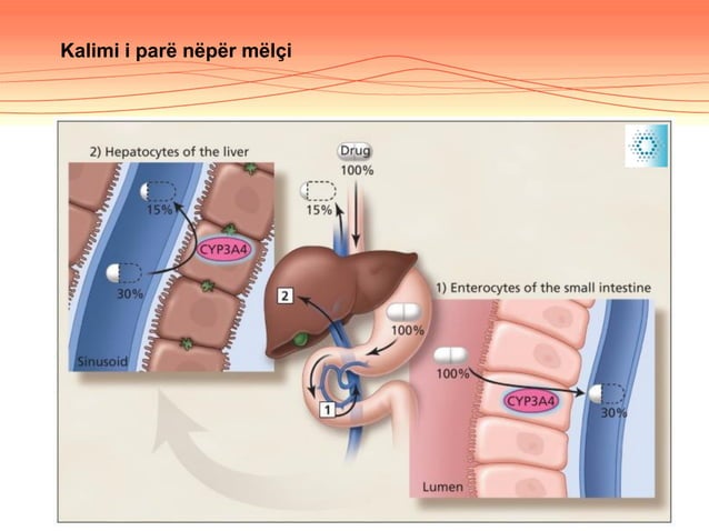 Metabolizmi i barnave dhe helmeve (Biotransformimi) | PPTX