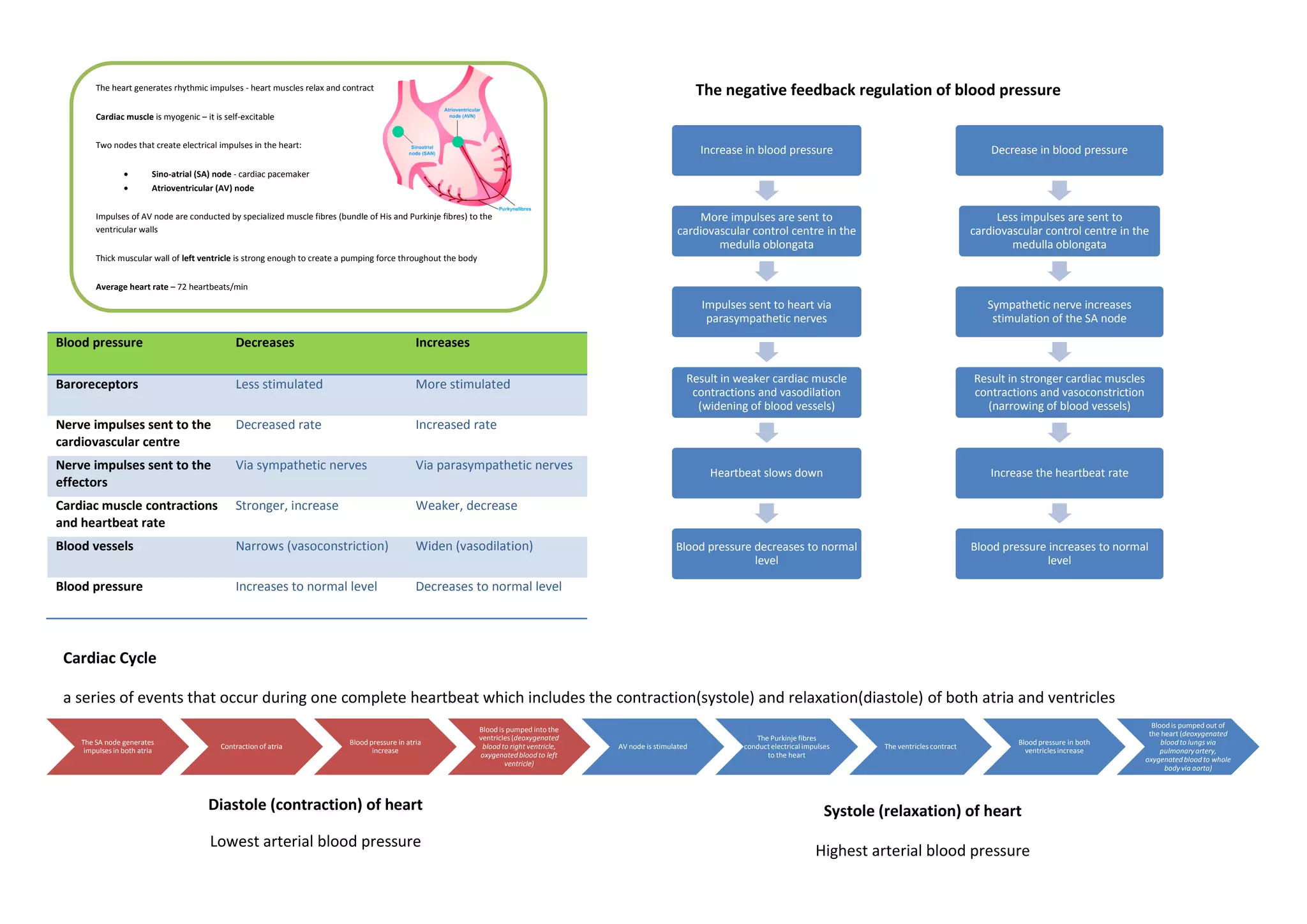 Bio Transport notes | PDF