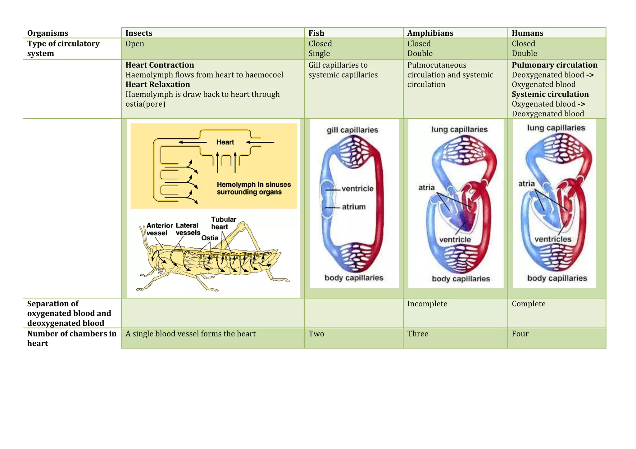 Bio Transport notes | PDF