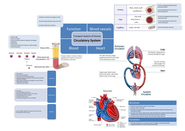 Bio Transport notes | PPT