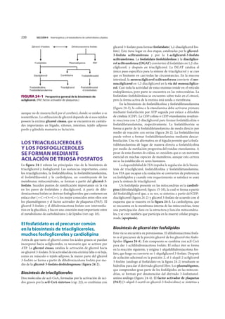 bio tri.pdf