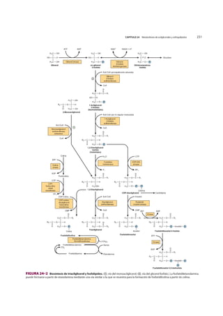 bio tri.pdf