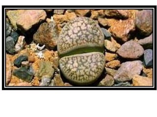 Bioturi faqtorebi | PPT