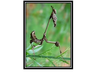 Bioturi faqtorebi | PPT