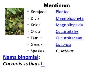 Bio umum mentimun (presentasi) | PPTX