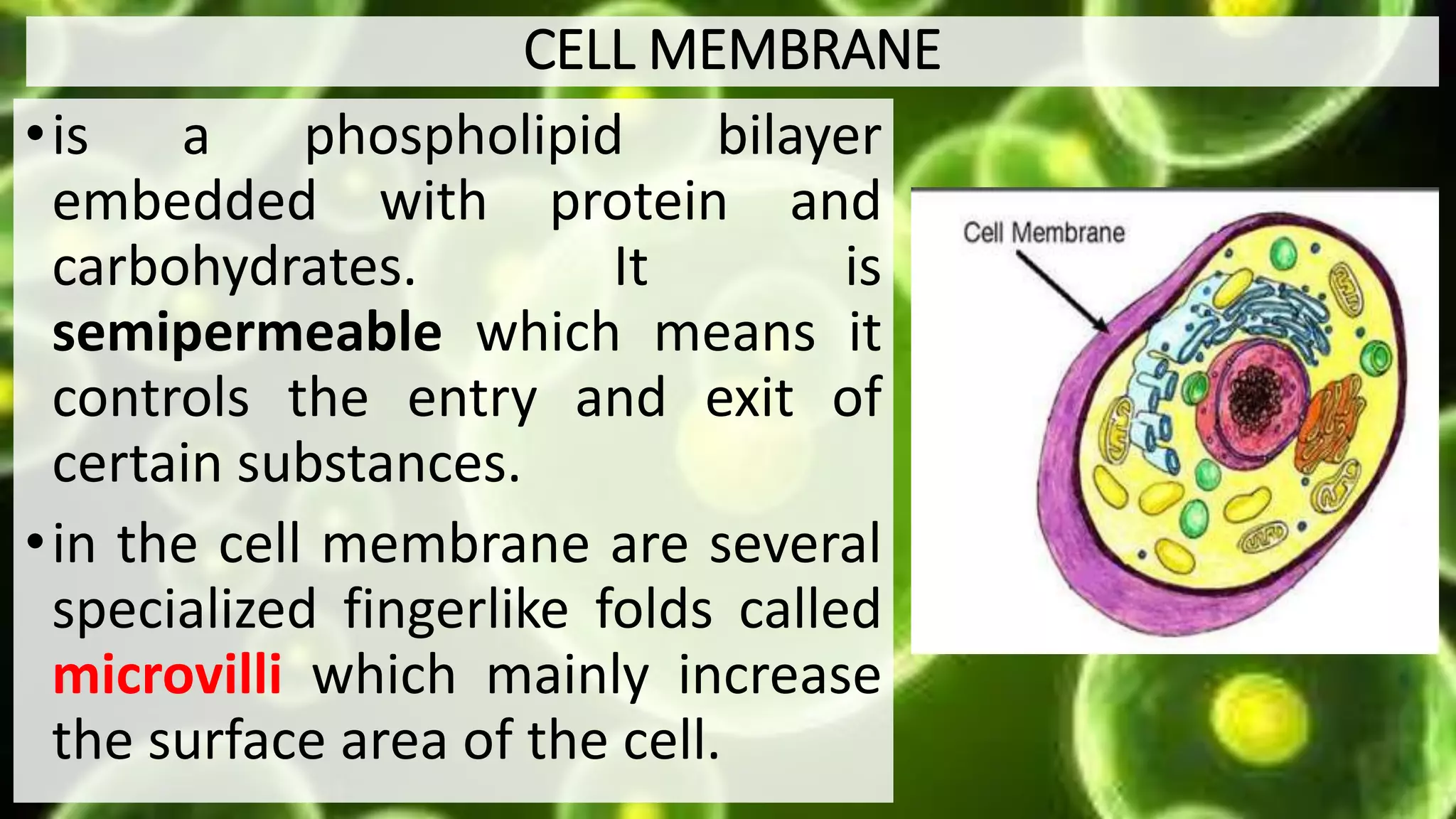 Biology 1 for grade 12 SHS (cell structure) | PPTX
