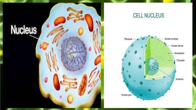 Biology 1 for grade 12 SHS (cell structure) | PPTX | Biological ...