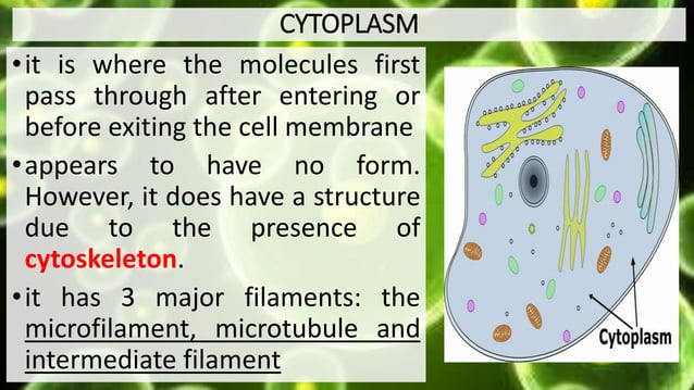 Biology 1 for grade 12 SHS (cell structure) | PPTX | Biological ...