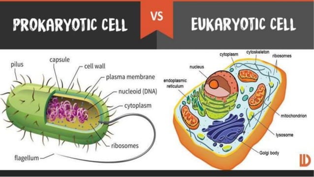 Prokaryotes vs. Eukaryotes topic for Senior High School (General ...