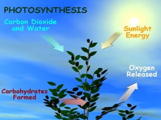 BIO UNIT Photosynthesis-Cellular Respiration shortversion.ppt