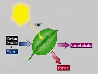 BIO UNIT Photosynthesis-Cellular Respiration shortversion.ppt