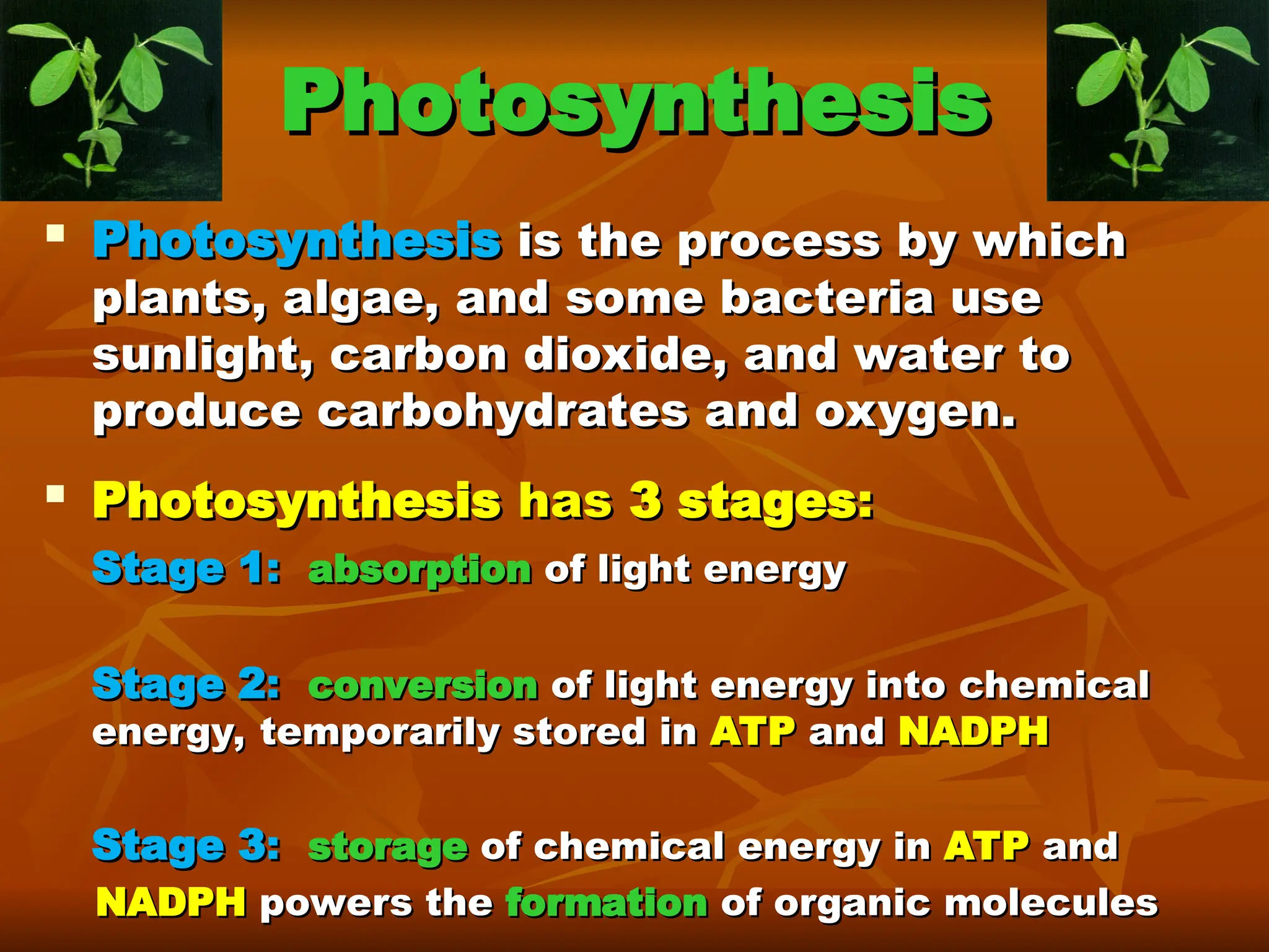 BIO UNIT Photosynthesis-Cellular Respiration shortversion.ppt