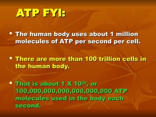 BIO UNIT Photosynthesis-Cellular Respiration shortversion.ppt